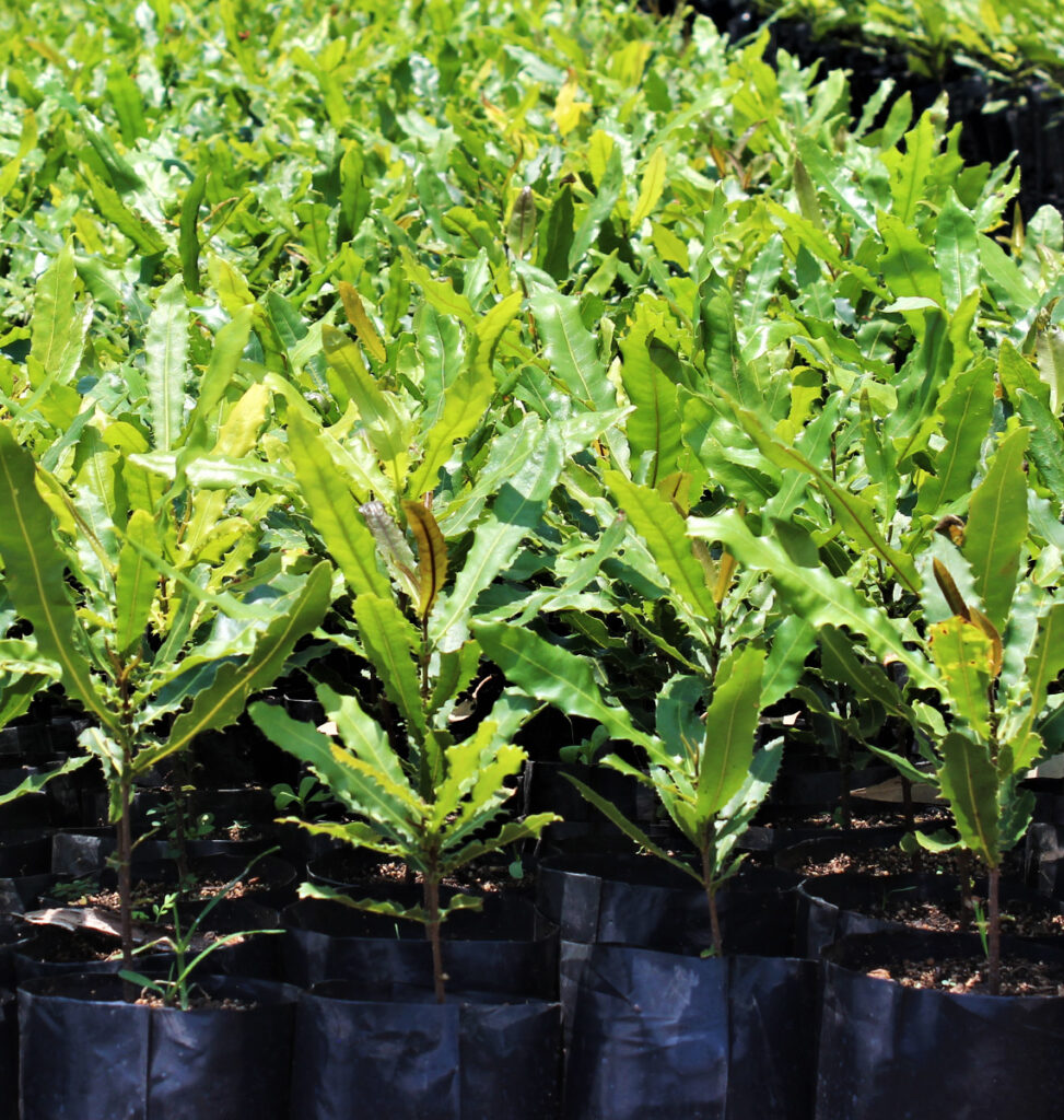 Chisapi Seedlings – Macadamia Nursery